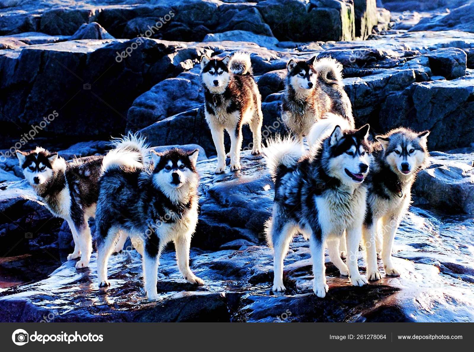 Are Huskies Pack Dogs