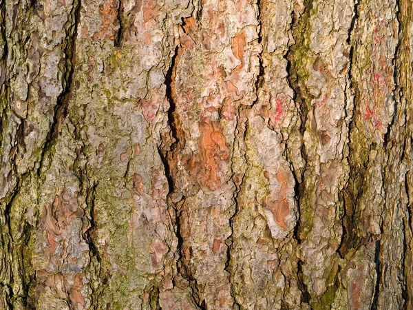 Evergreen Tree Bark Background — Stock Photo © Frankljunior #2763843