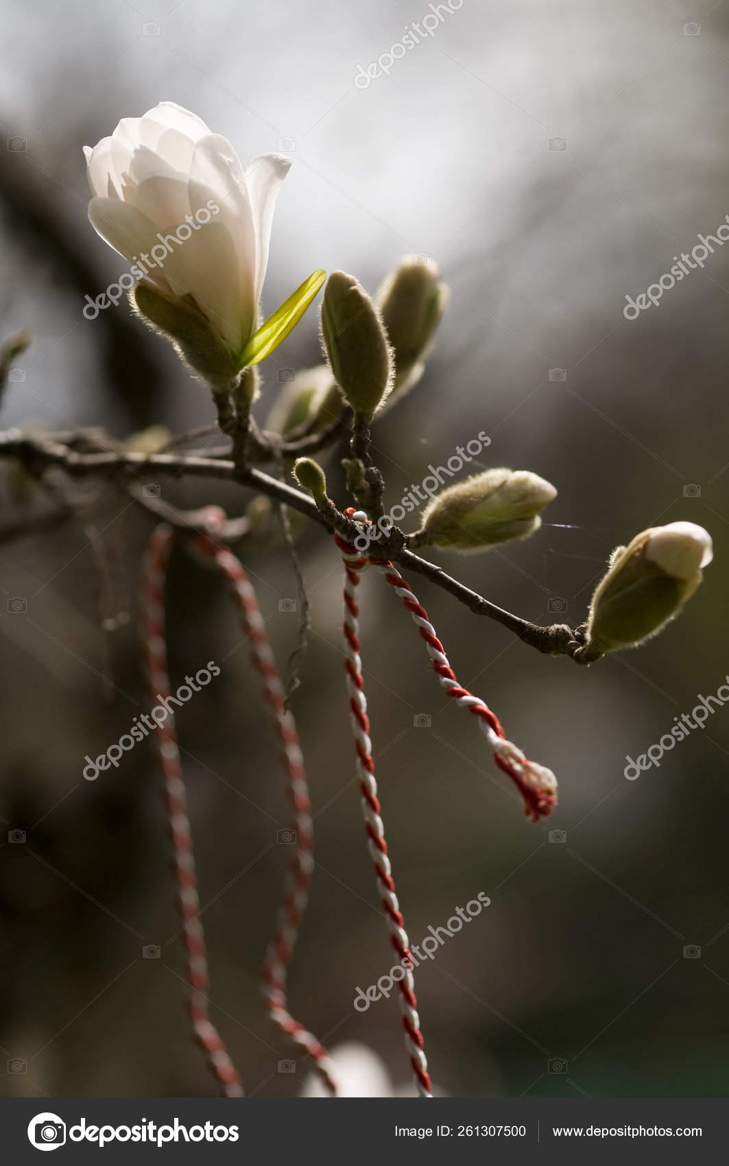 Red White String Worn March Women Europe ⬇ Stock Photo, Image by ...