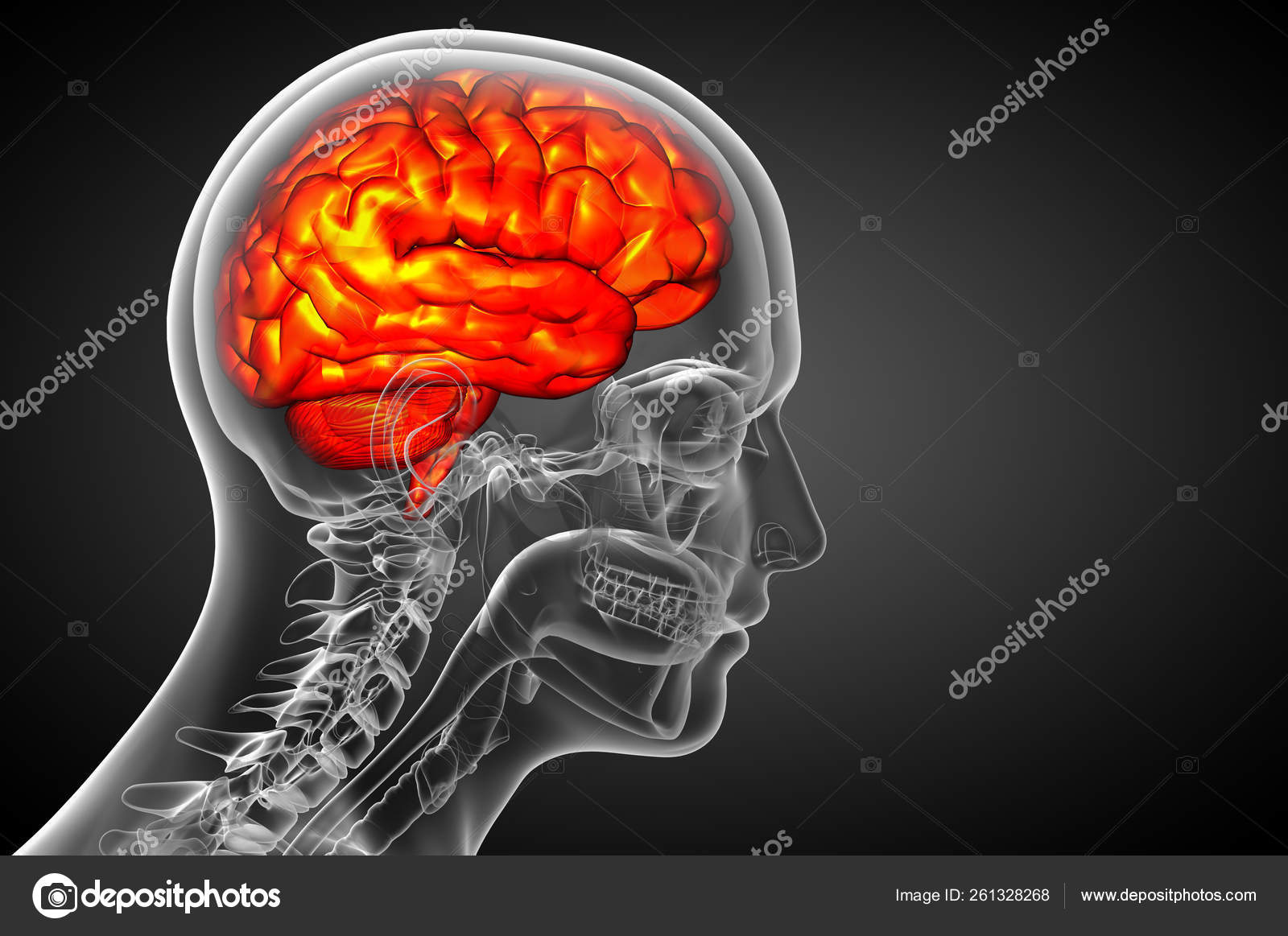 Ilustración Médica Del Cerebro Vista Lateral — Foto de stock ...