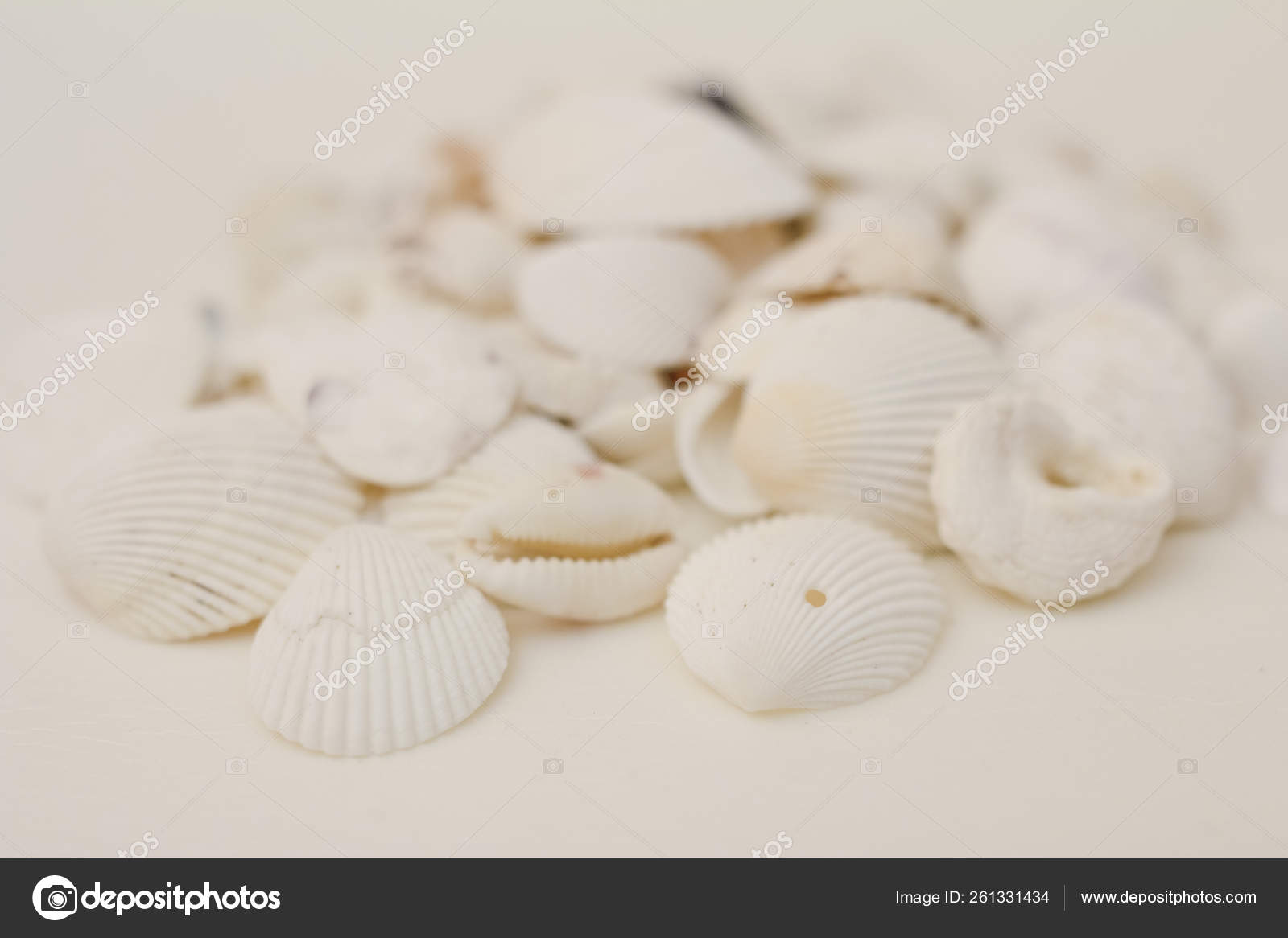 White Shells Red Sea Background Stock Photo by ©YAYImages 261331434