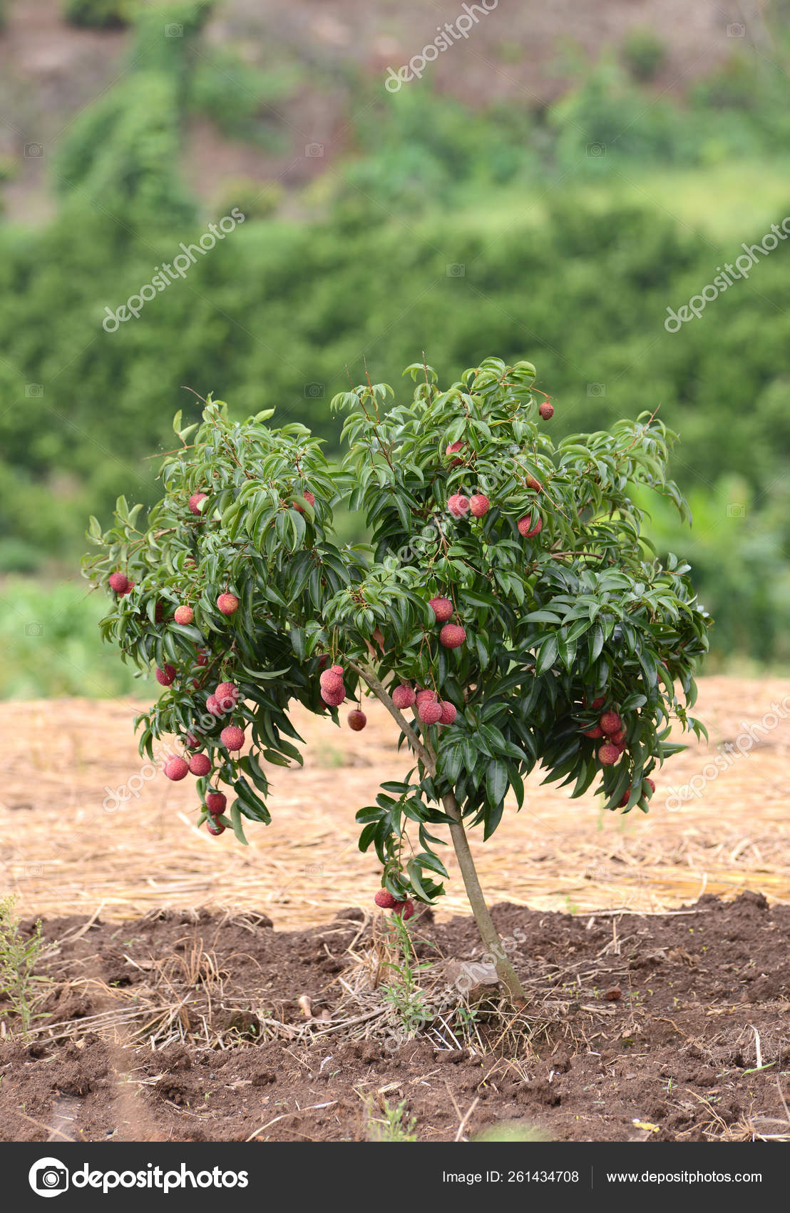 Fresh Lichi Tree Lichi Orchard — Stock Photo © YAYImages #261434708