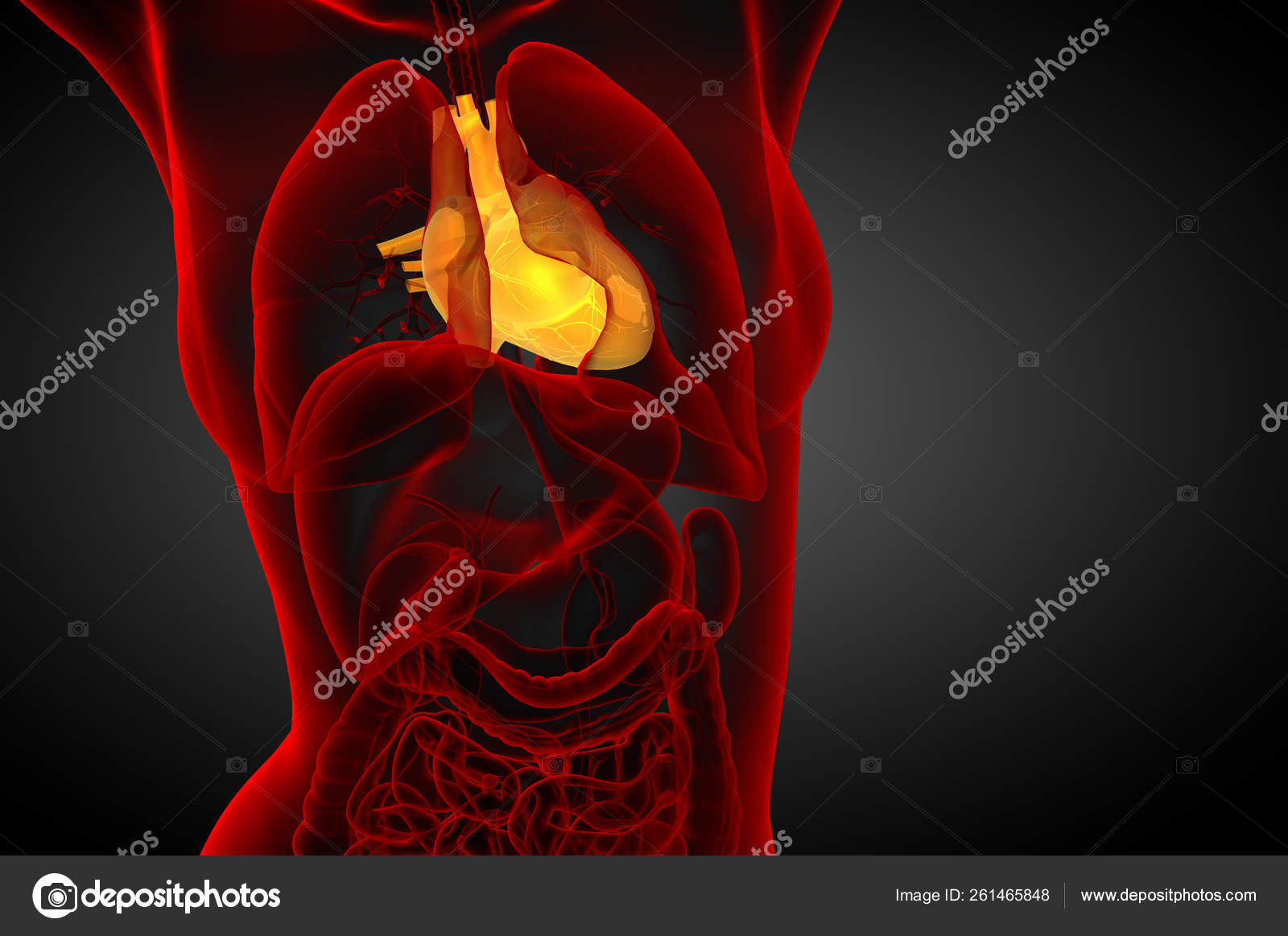 Rendered Medical Illustration Human Heart Front View Stock Photo by ...