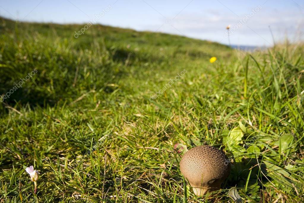 Género de unos 50 hongos en el orden Lycoperdales de la subdivisión ...