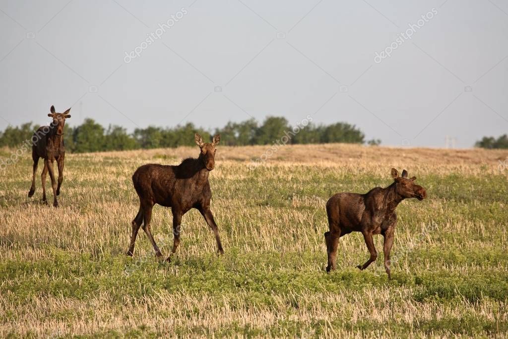 Moose (Alces alces americanus) se distingue de otros miembros de ...