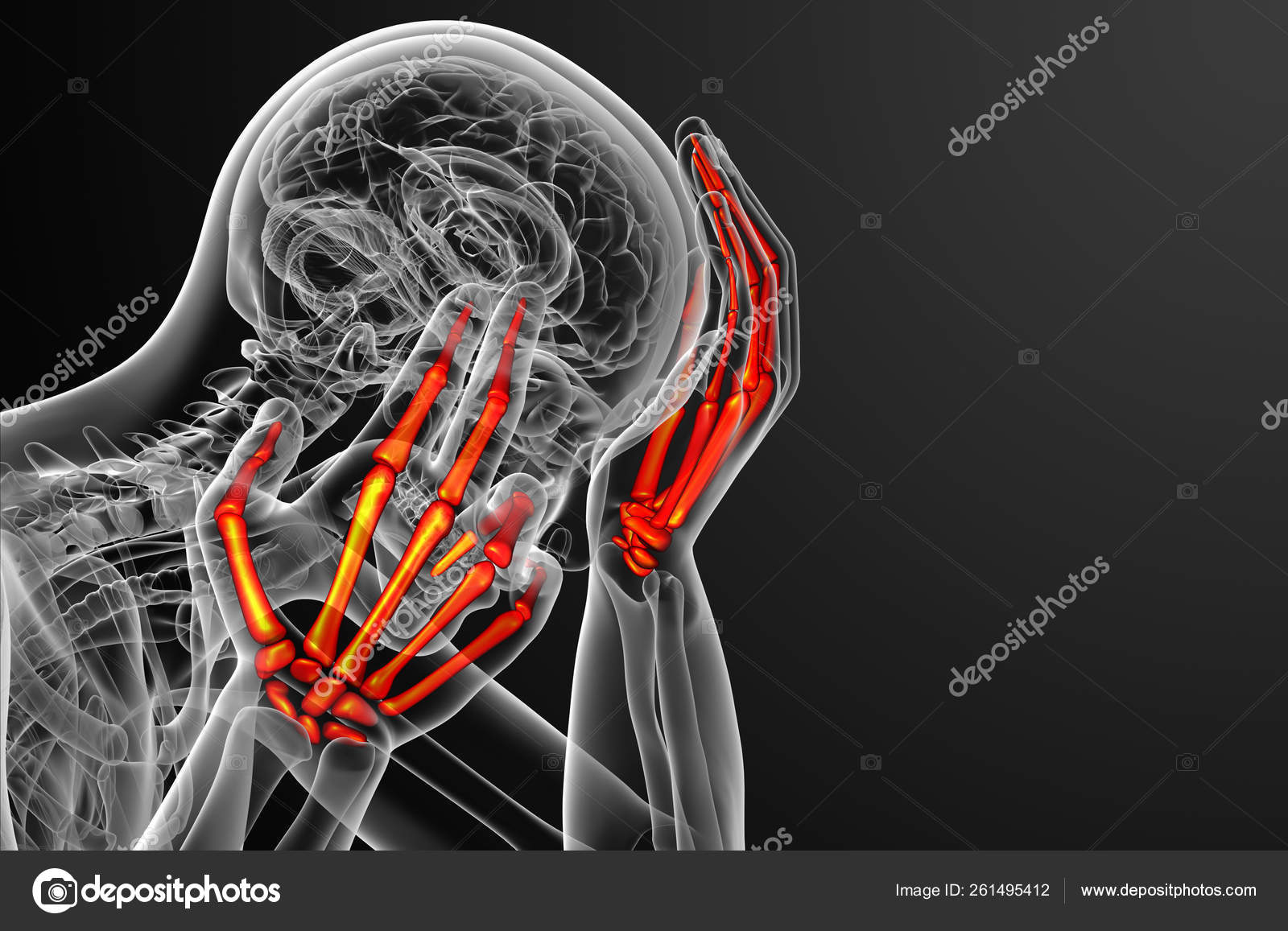Skeleton Hand Anatomy Side View