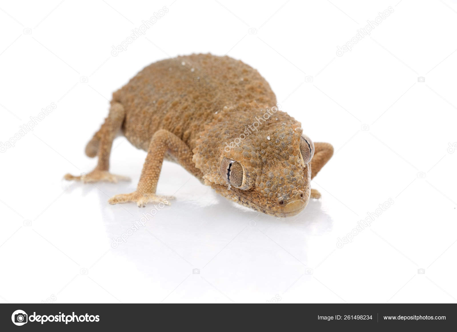Helmeted Gecko Staring Viewer Stock Photo by ©YAYImages 261498234