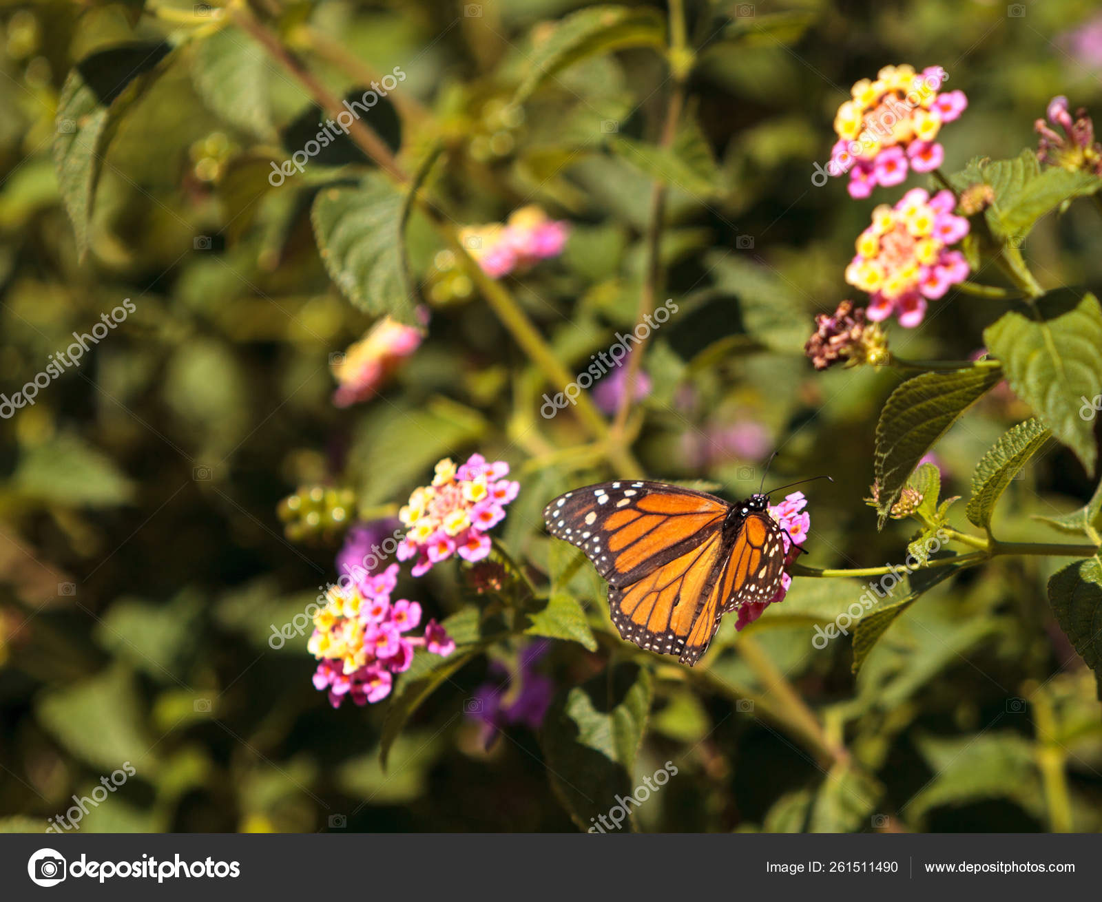 Mariposa Monarca Danaus Plexippus Sobre Arbusto Mariposa Primavera ...