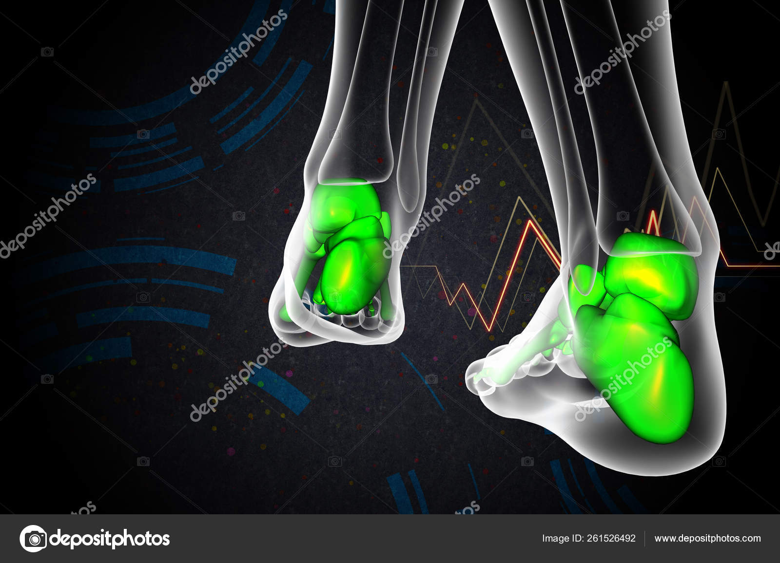 Render Medical Illustration Foot Bone Back View Stock Photo by ...