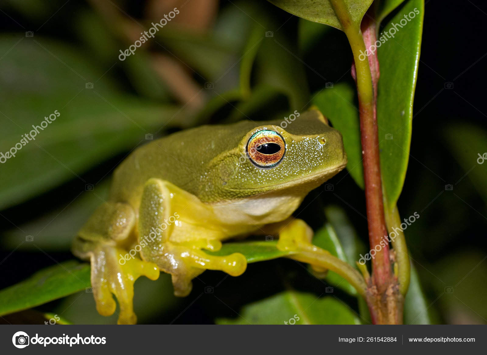 Litoria Caerulea Green Tree Frog Sits Bush Stock Photo by ©YAYImages ...