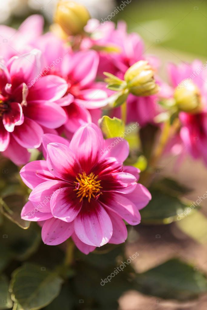 Flor rosa de la Dalia llamada Fascinación se encuentra en México y es ...