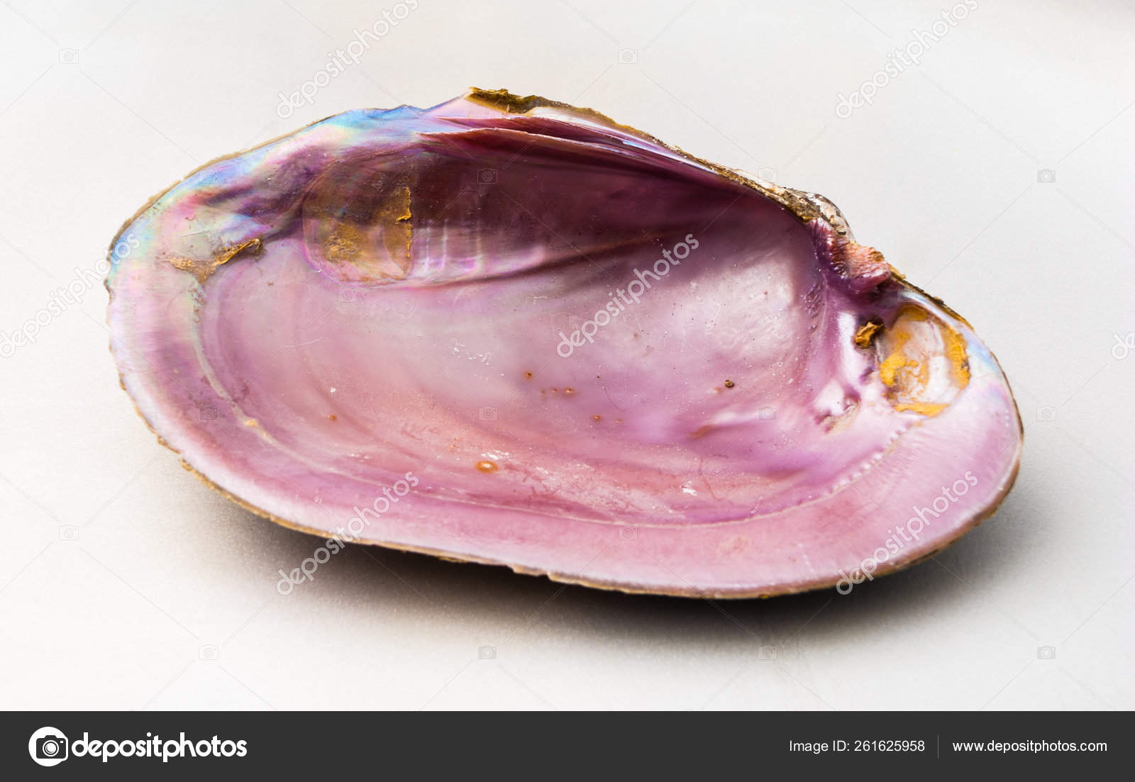 Large Mollusk Genus Haliotis Having Bowllike Shell Bearing Row ...