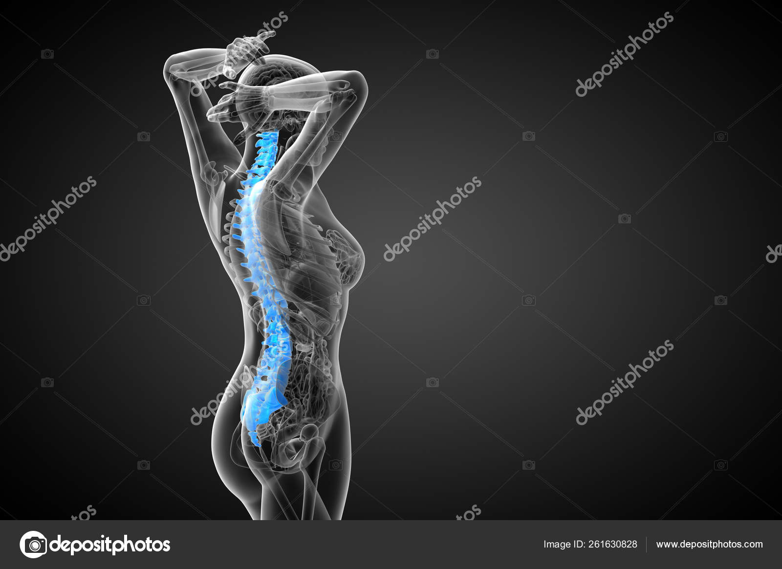 Hacer Ilustración Médica Columna Vertebral Humana Vista Lateral ...