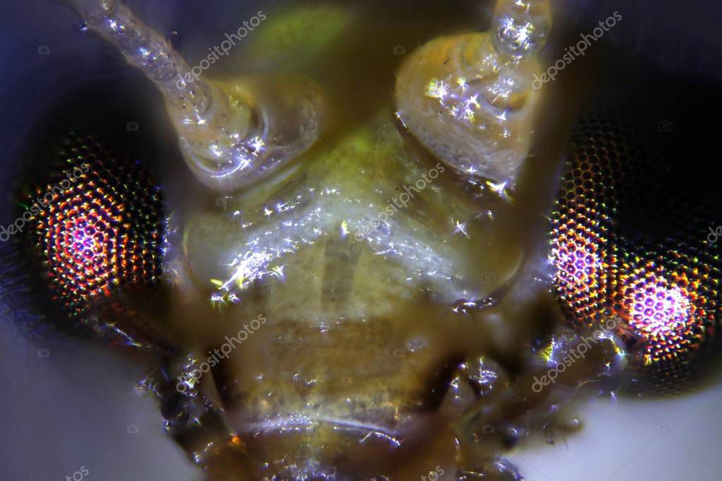 Micrografía de cabeza de insecto lacrimógeno utilizando microscopio ...