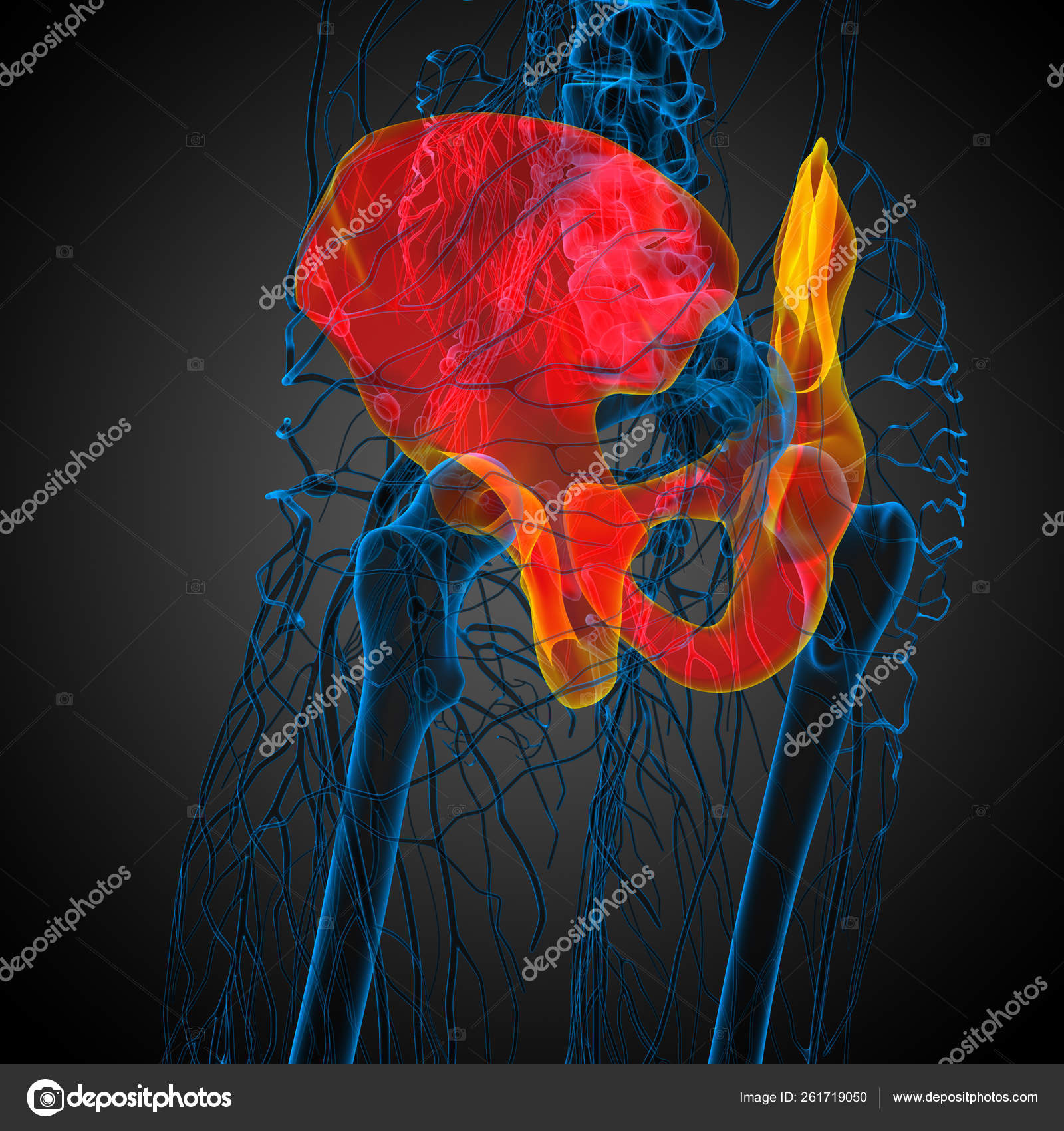 Render Medical Illustration Pelvis Bone Side View Stock Photo by ...