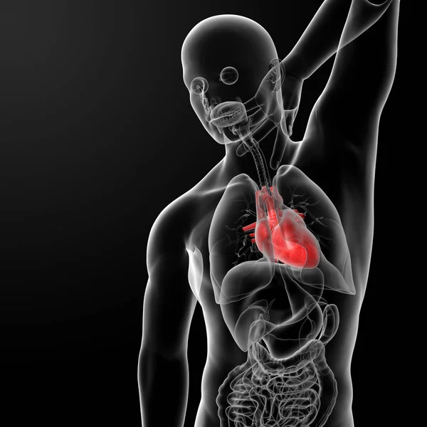 Render Human Heart Anatomy Back View — Stock Photo © YAYImages #263037592