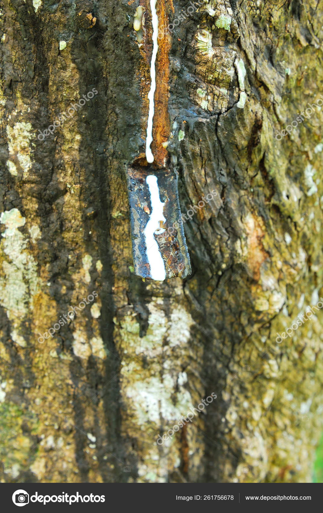 Old Rubber Tree Rubber Caoutchouc Rubber Tapping Stock Photo by ...