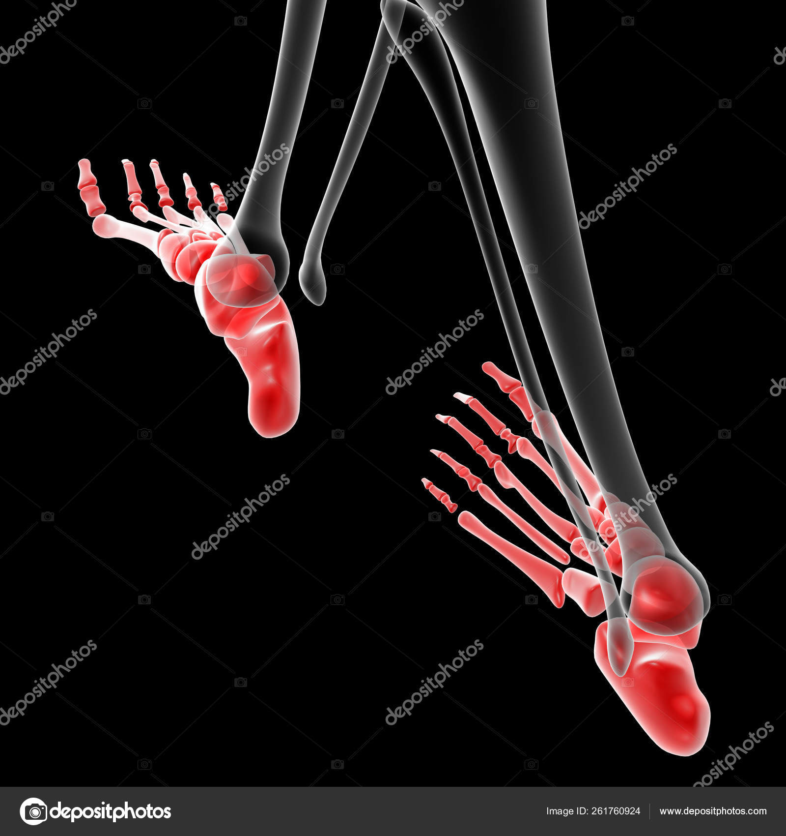 Rendered Illustration Female Foot Bone Back View Stock Photo by ...