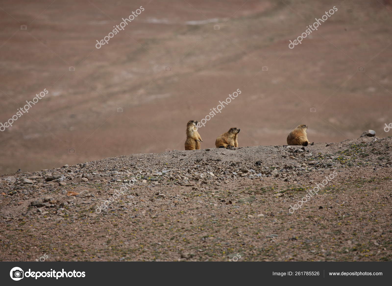Gopher Small African Mammal Animal Stock Photo by ©YAYImages 261785526