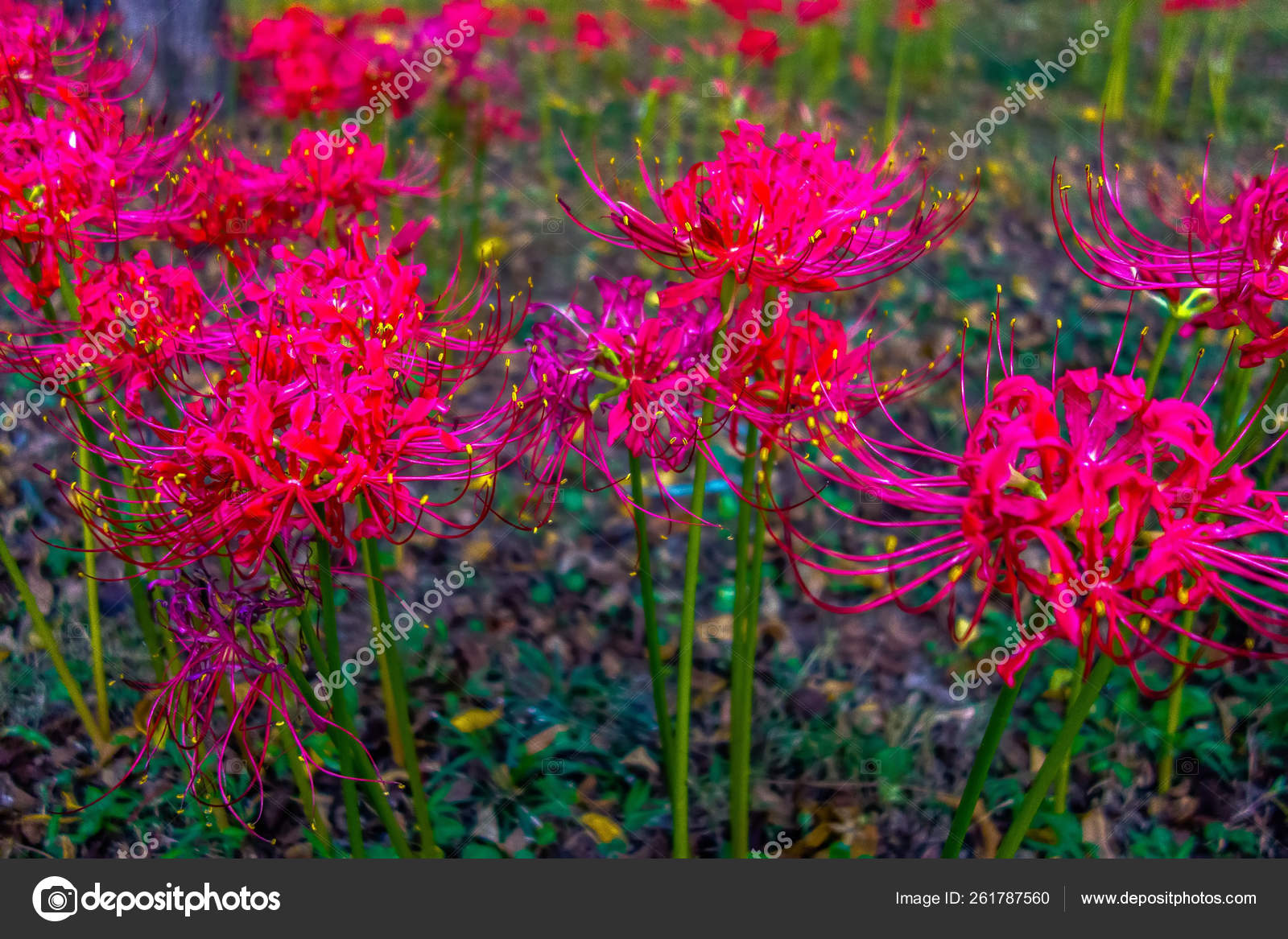 Laba Laba Merah Lily Lycoris Radiata Cluster Amaryllis Higanbana — Foto ...