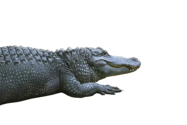 Close Young American Alligator White Background — Stock Photo ...