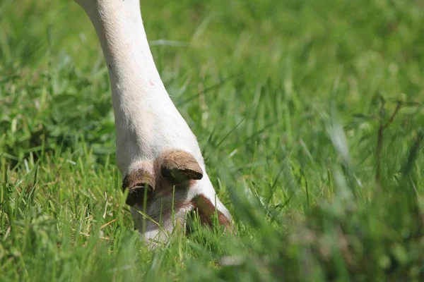 Cow leg Stock Photos, Royalty Free Cow leg Images | Depositphotos