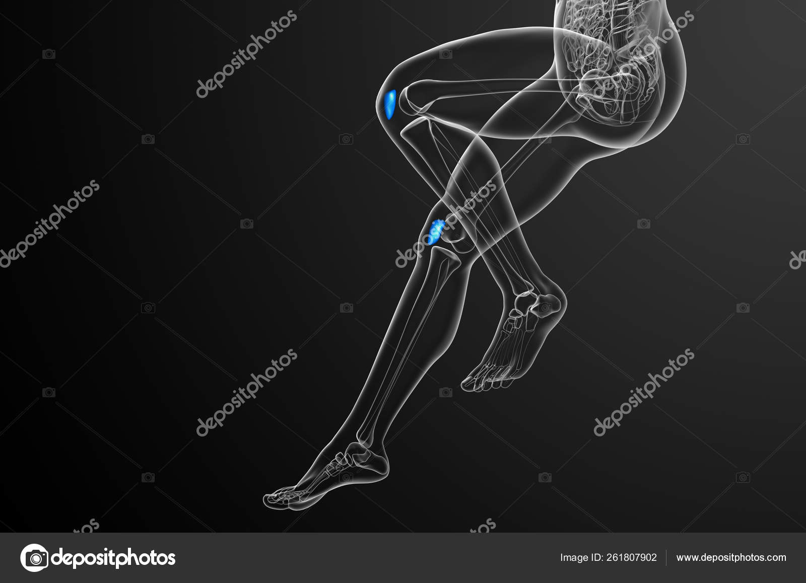Renderizar Ilustración Médica Del Hueso Rótula Vista Lateral — Foto de ...