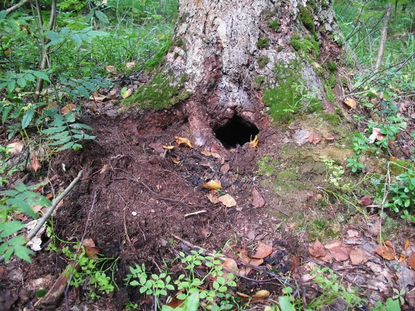 Hole Tree Stock Photo by ©YAYImages 261514962