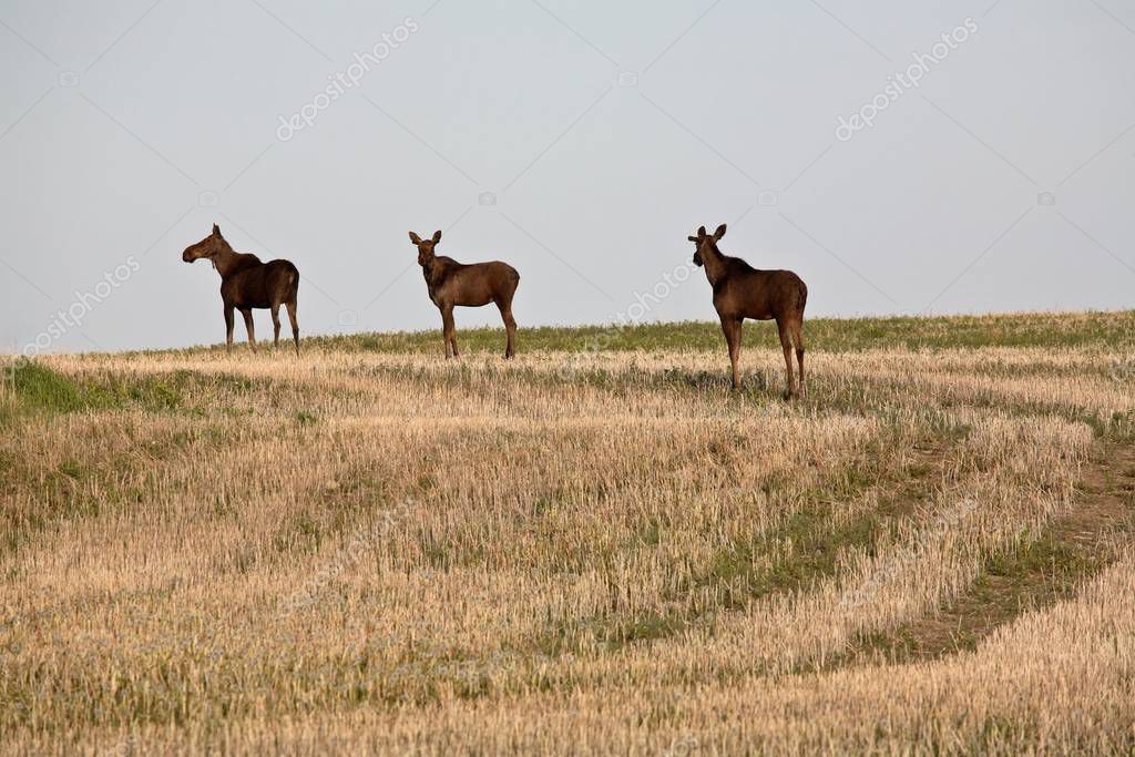 Moose (Alces alces americanus) se distingue de otros miembros de ...