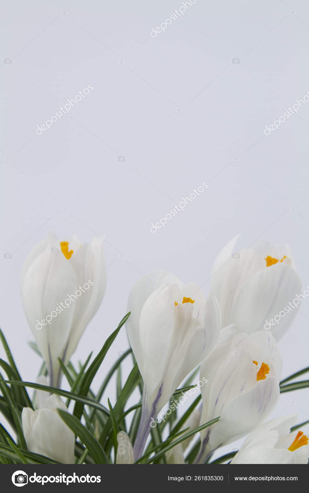 Light Blue Background Vertical Frame Border White Crocus Bottom Spring ...