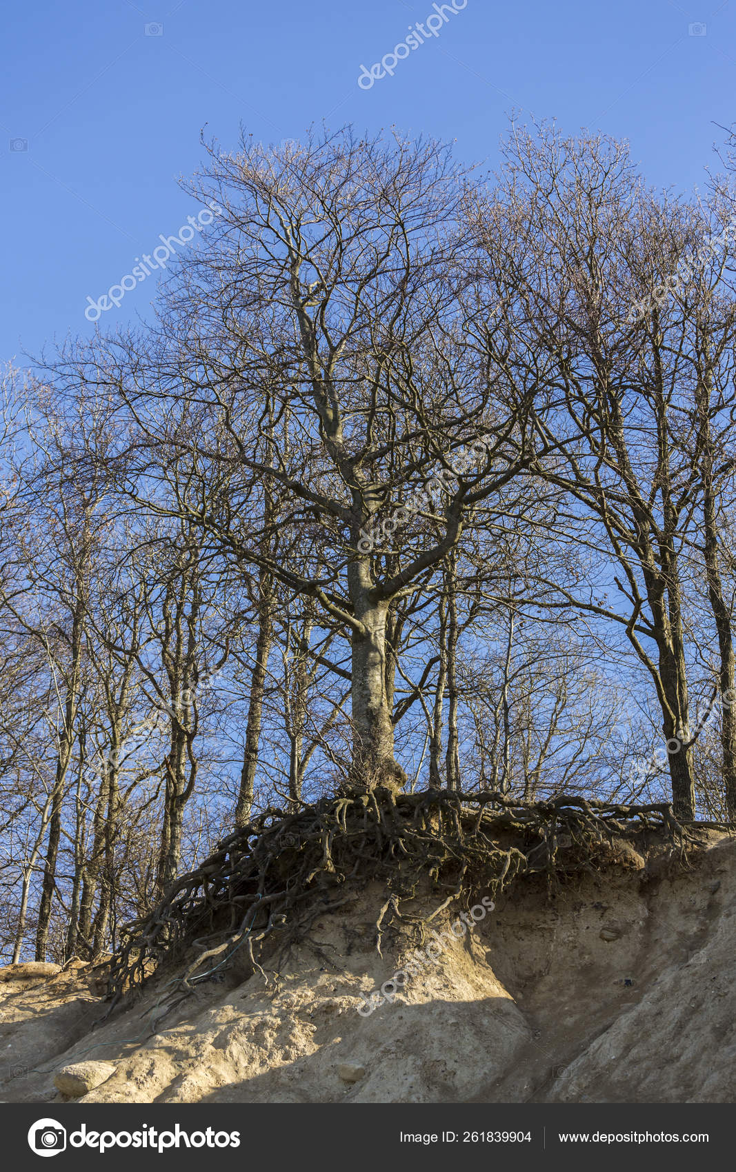 Root System Large Tree — Stock Photo © YAYImages #261839904