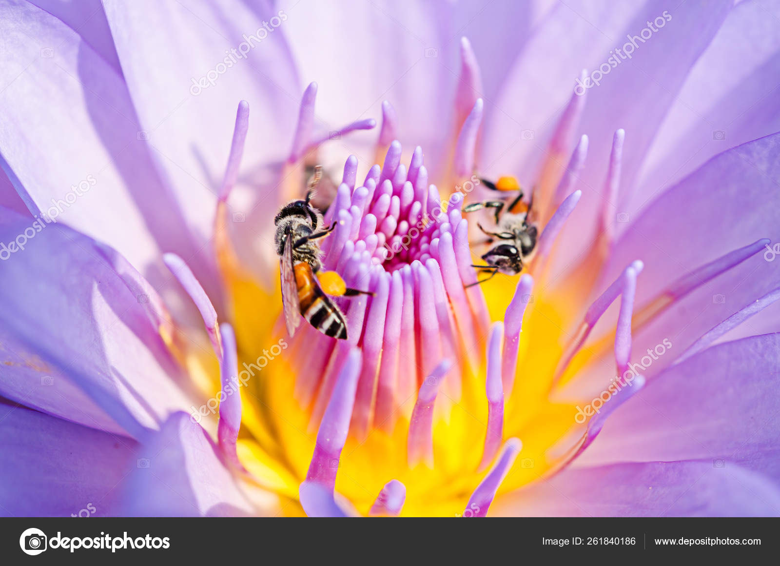 Close Lotus Flower Bee — Stock Photo © YAYImages #261840186