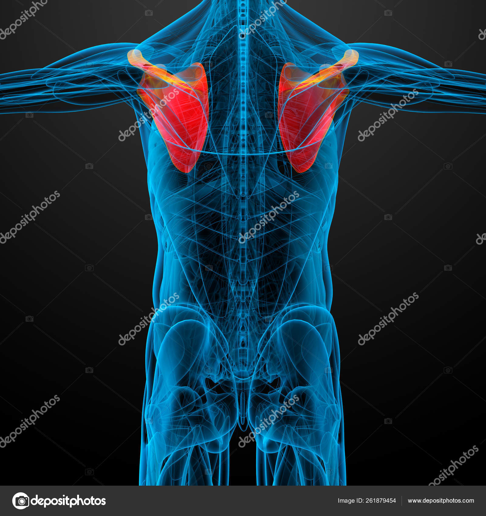Render Medical Illustration Scapula Bone Back View — Stock Photo ...