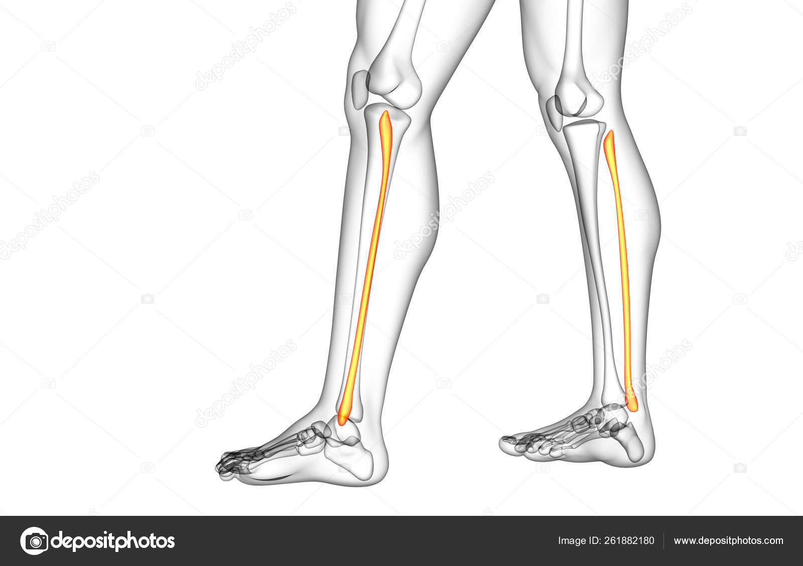 Leg Bones Side View