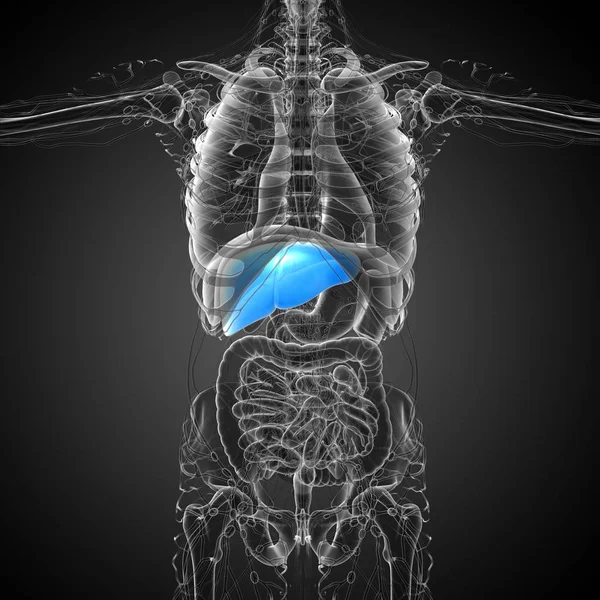 Rendered Medical Illustration Human Heart Back View Stock Photo by ...