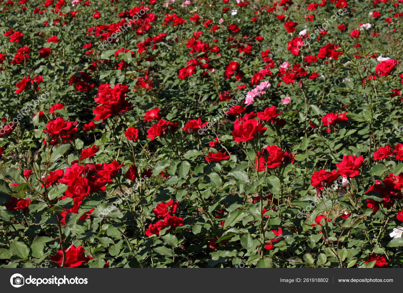Red Roses Garden Stock Photo by ©YAYImages 261918802