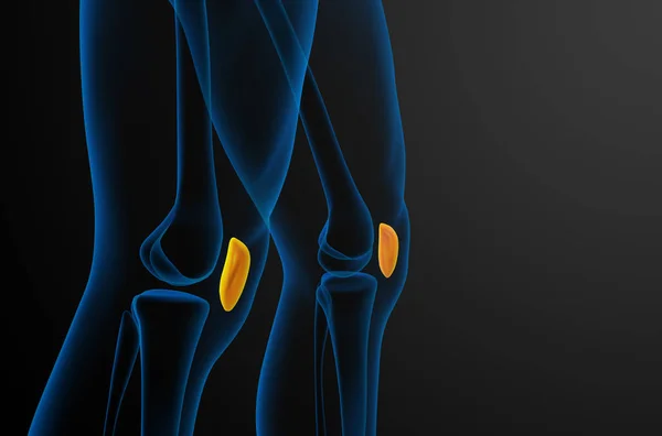 Render Medical Illustration Patella Bone Side View Stock Photo by ...