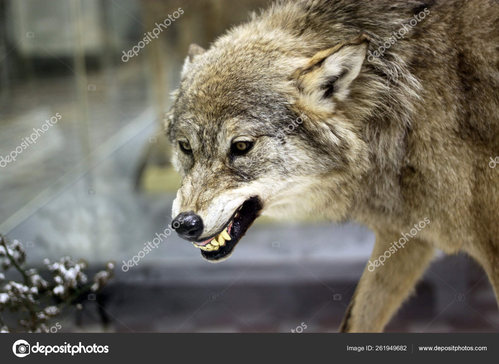 Angry Grey Wolf