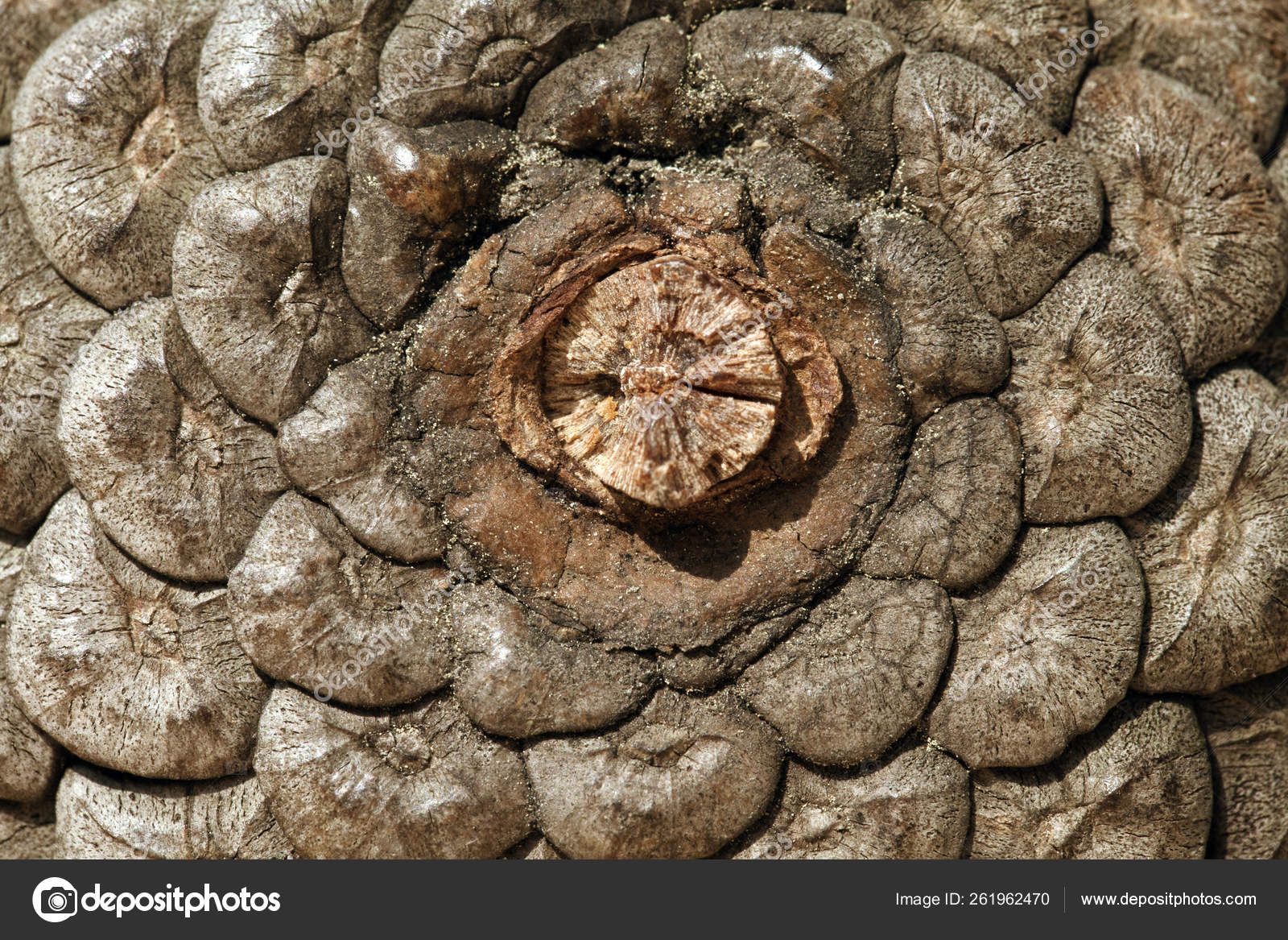 Close Pine Cone Texture Background — Stock Photo © YAYImages #261962470