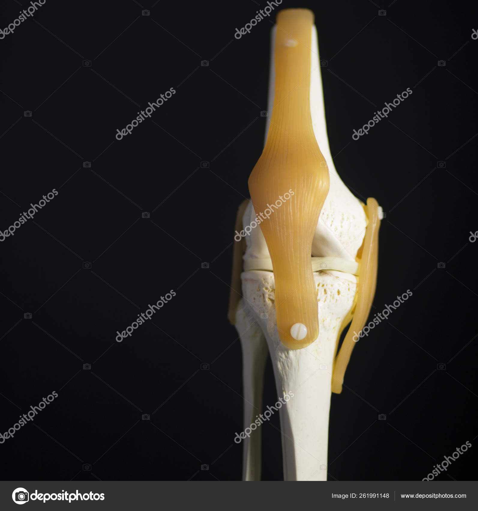 Medical Knee Joint Meniscus Plastic Demonstration Teaching Model Plain ...