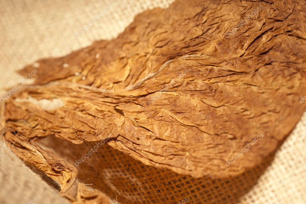 Luz dura sobre una textura de hoja de tabaco seca 2025