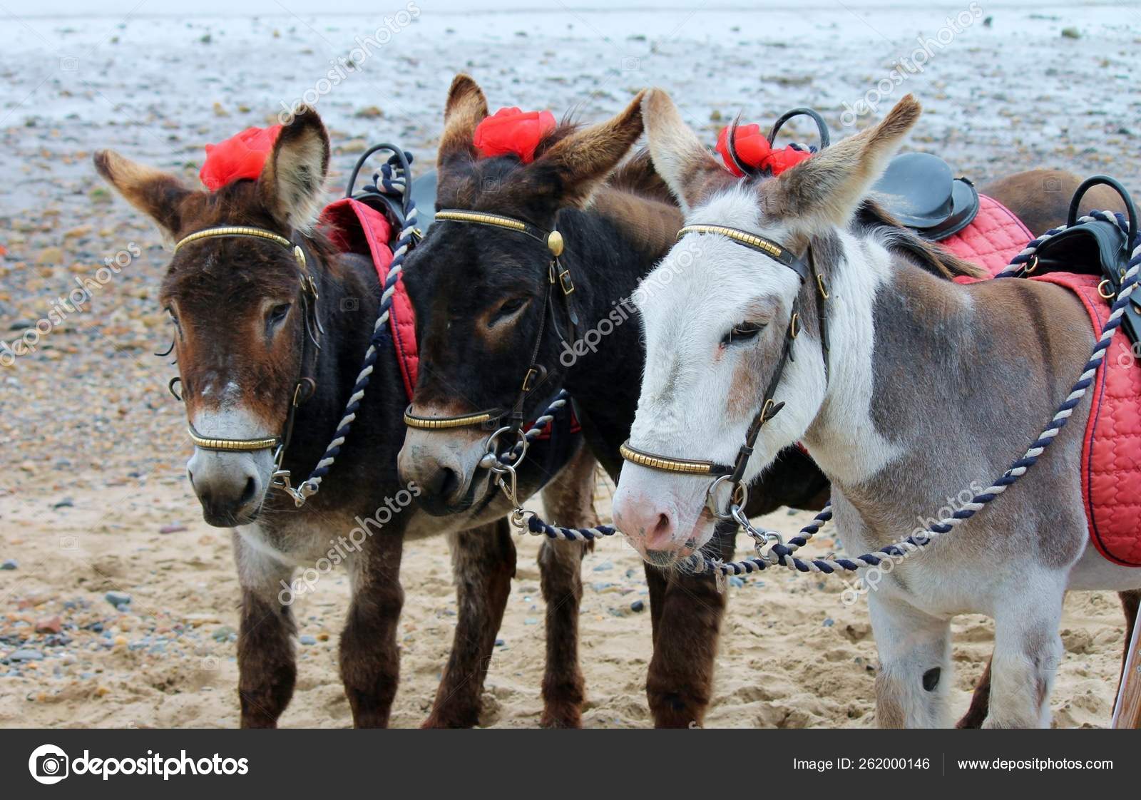 Seaside Donkeys Beach Stock Photo by ©YAYImages 262000146