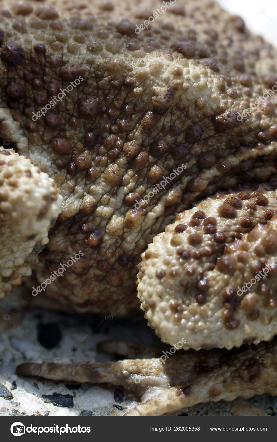 Close Skin Surface Toad Warts Glands Secretions — Stock Photo ...
