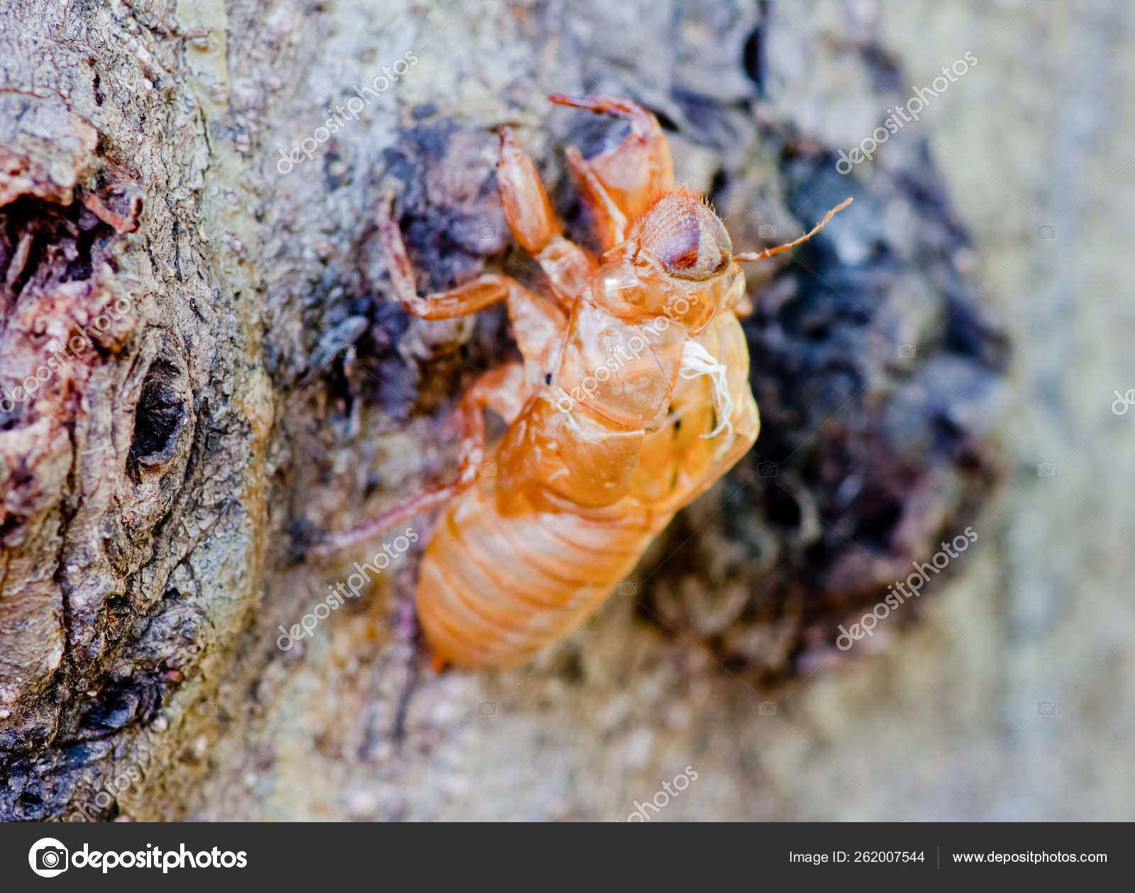 Cicada Shell Tree Stock Photo by ©YAYImages 262007544