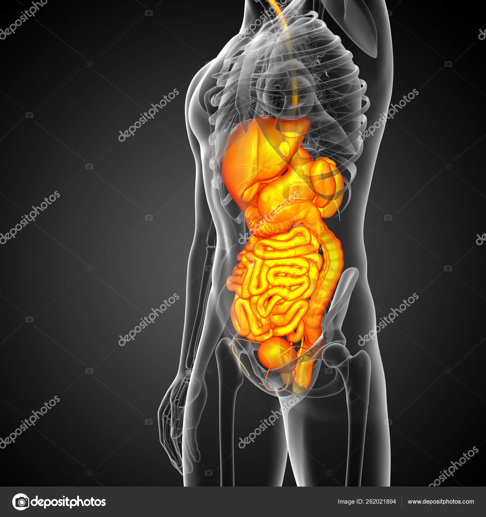Render Medical Illustration Human Digestive System Side View Stock ...