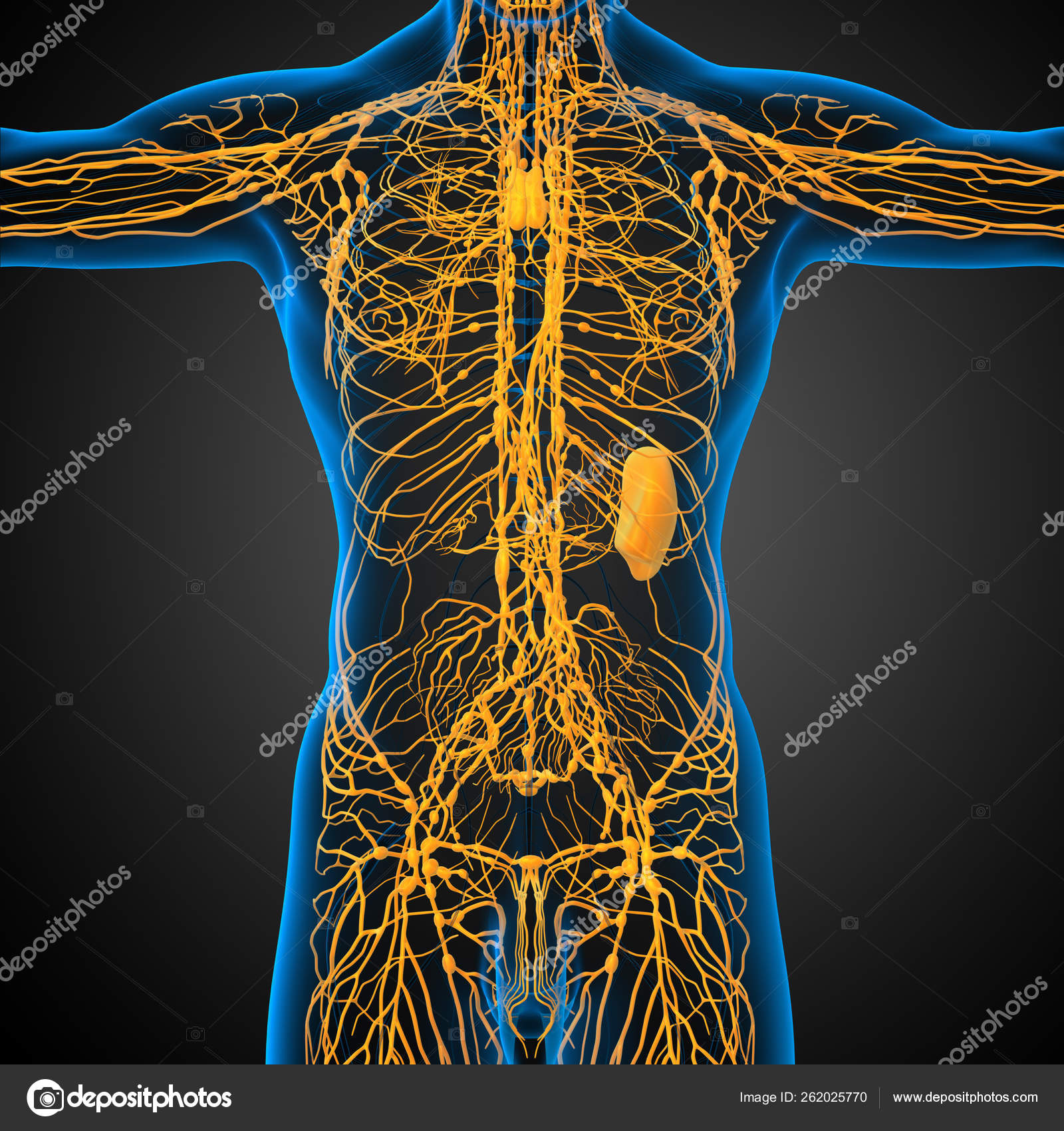 Render Medical Illustration Lymphatic System Front View Stock Photo by ...