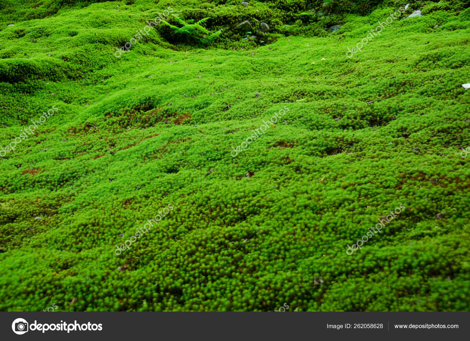 Natural Carpet Green Moss Forest Floor Green Background Stock Photo by ...
