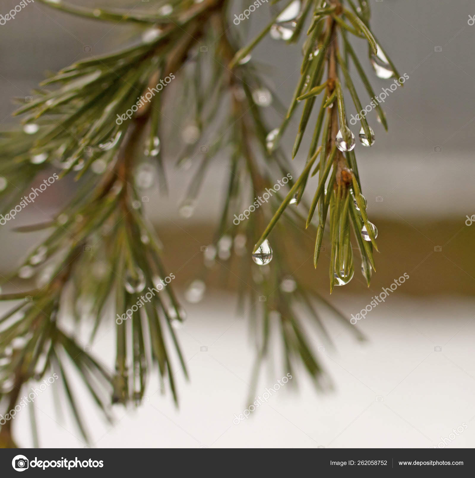 Closeup Drops Pine Tree — Stock Photo © YAYImages #262058752