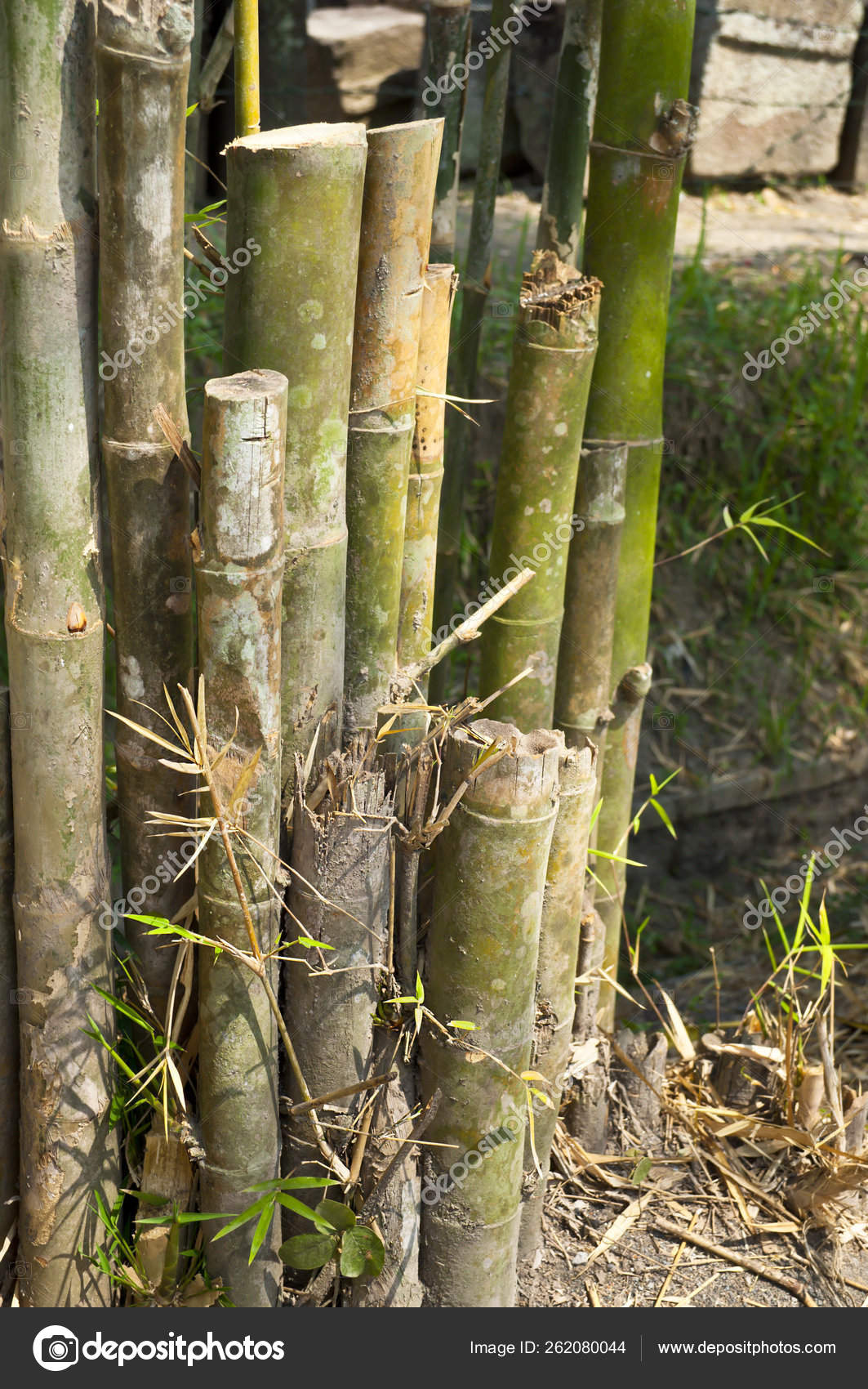 Green Cutted Bamboo Park Indonesia — Stock Photo © YAYImages #262080044