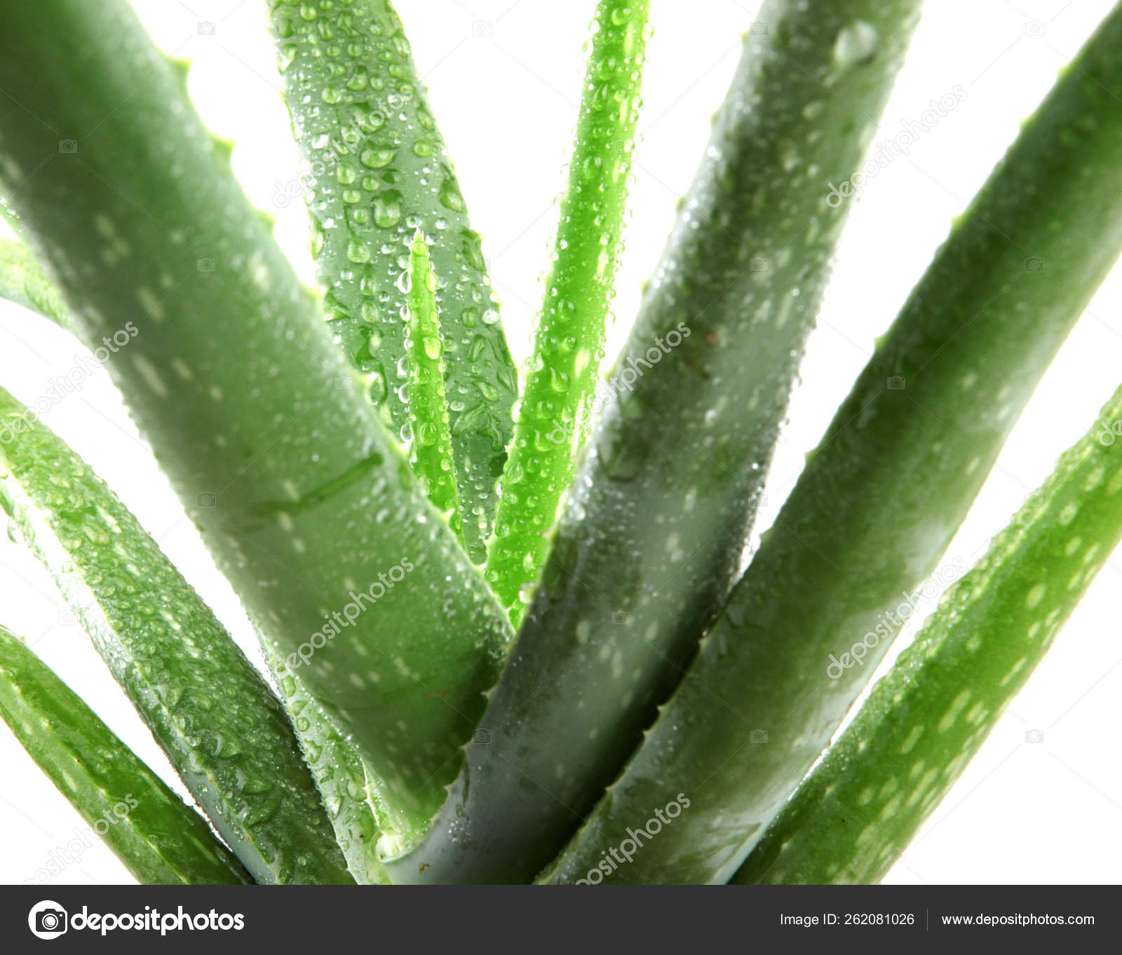 Aloe Vera Plant Isolated White Stock Photo by ©YAYImages 262081026